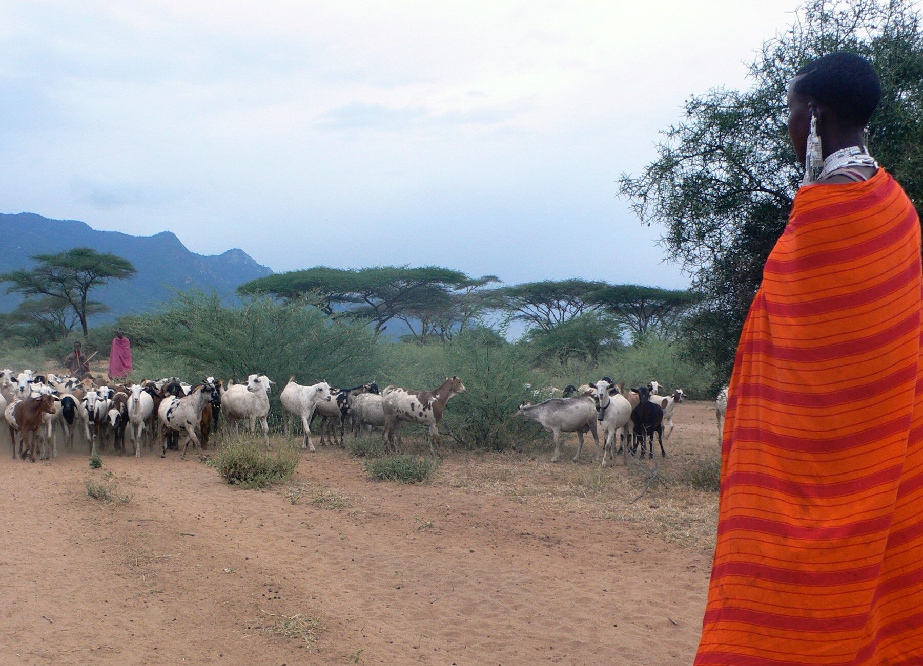 COVID-19, climate shocks, and food security linkages: evidence and ...